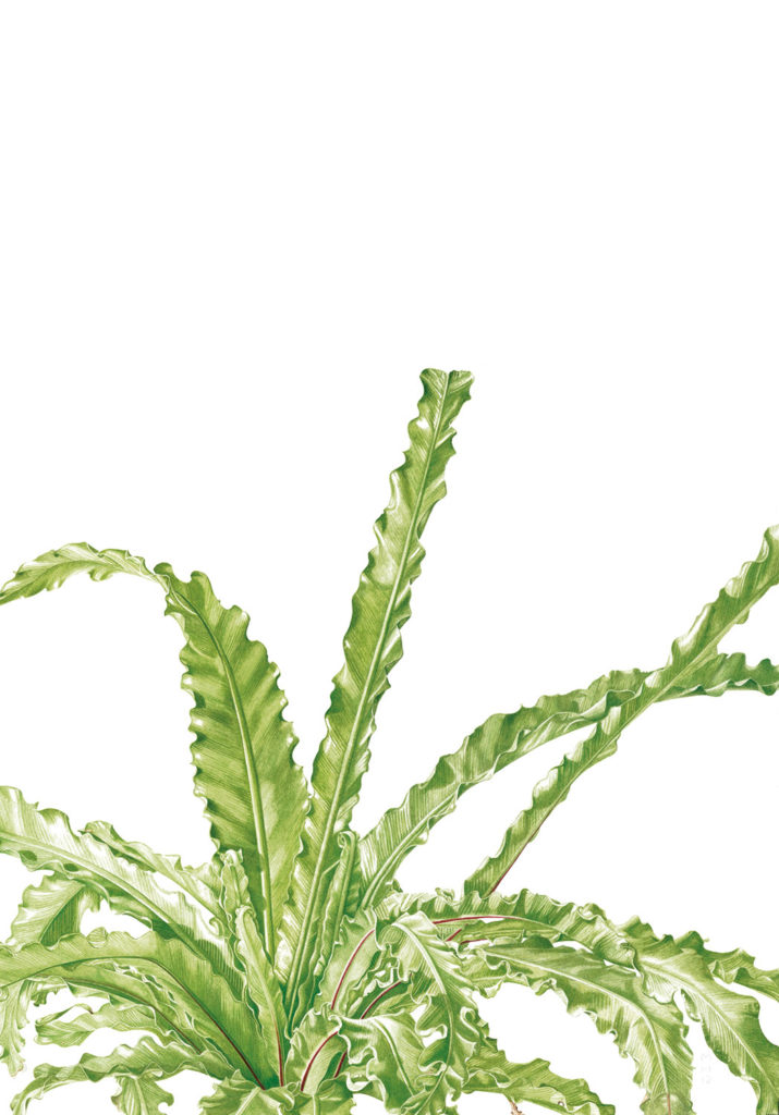 print – Fernation Vernation – Asplenium antiquum ‘Victoria’ – bird’s ...