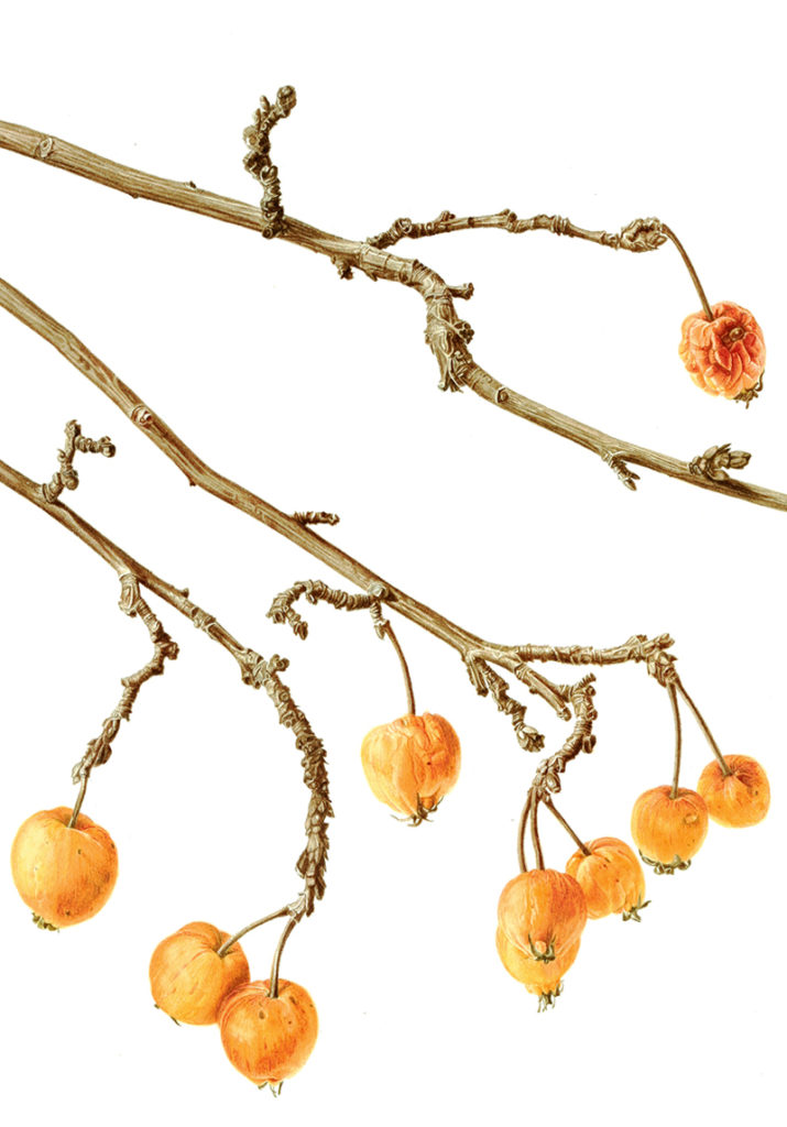 print – Crab apple of Dalry – limited edition run of 100 | Marianne ...